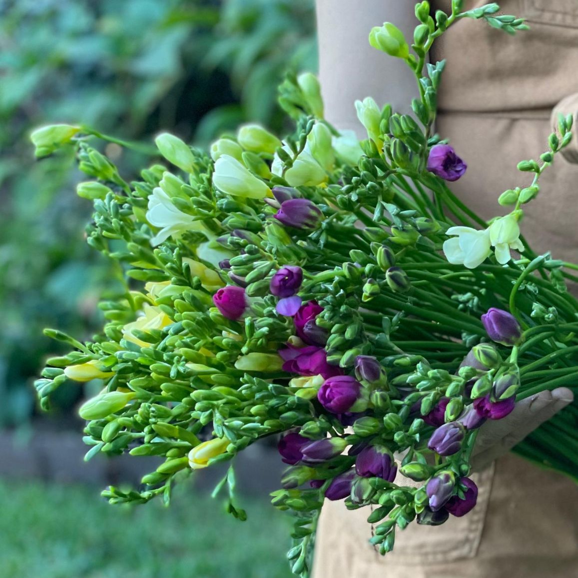 FREESIAS – Farmgate Flowers Direct