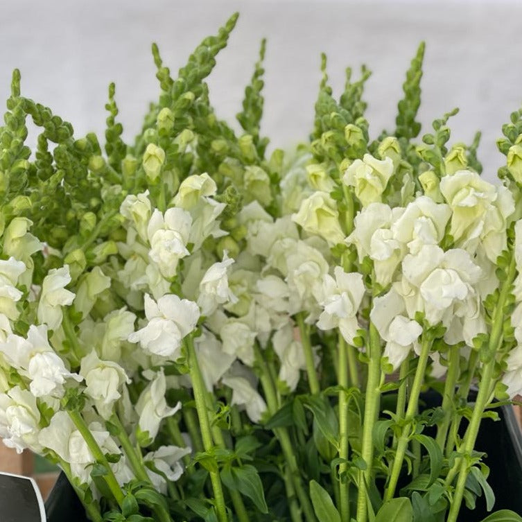 FARMGATE SNAPDRAGONS - MARKET BUNCH – Farmgate Flowers Direct