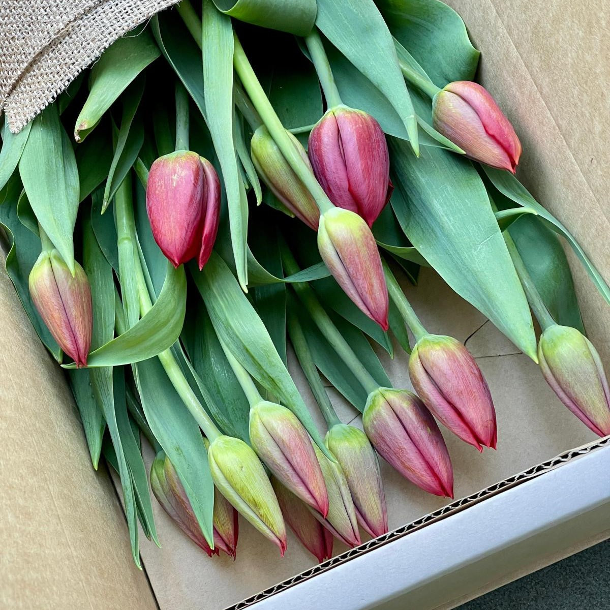 Gift Tulip Farm Flower Bouquet in a box - flower delivery Brisbane ...