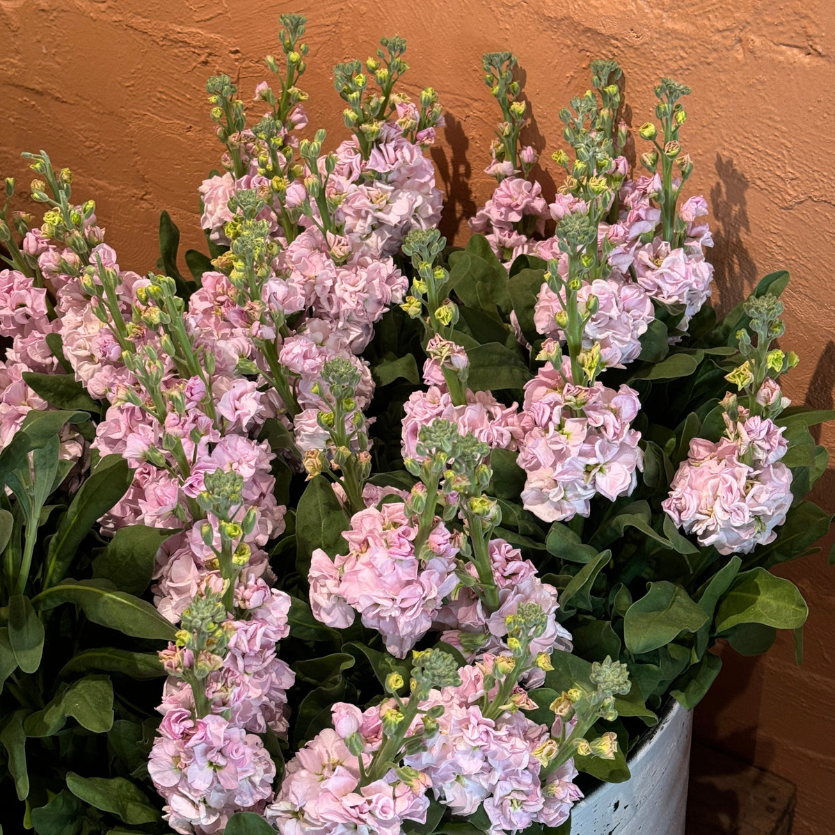 FARM FRESH STOCKS - SINGLE BUNCH (5 STEMS) – Farmgate Flowers Direct