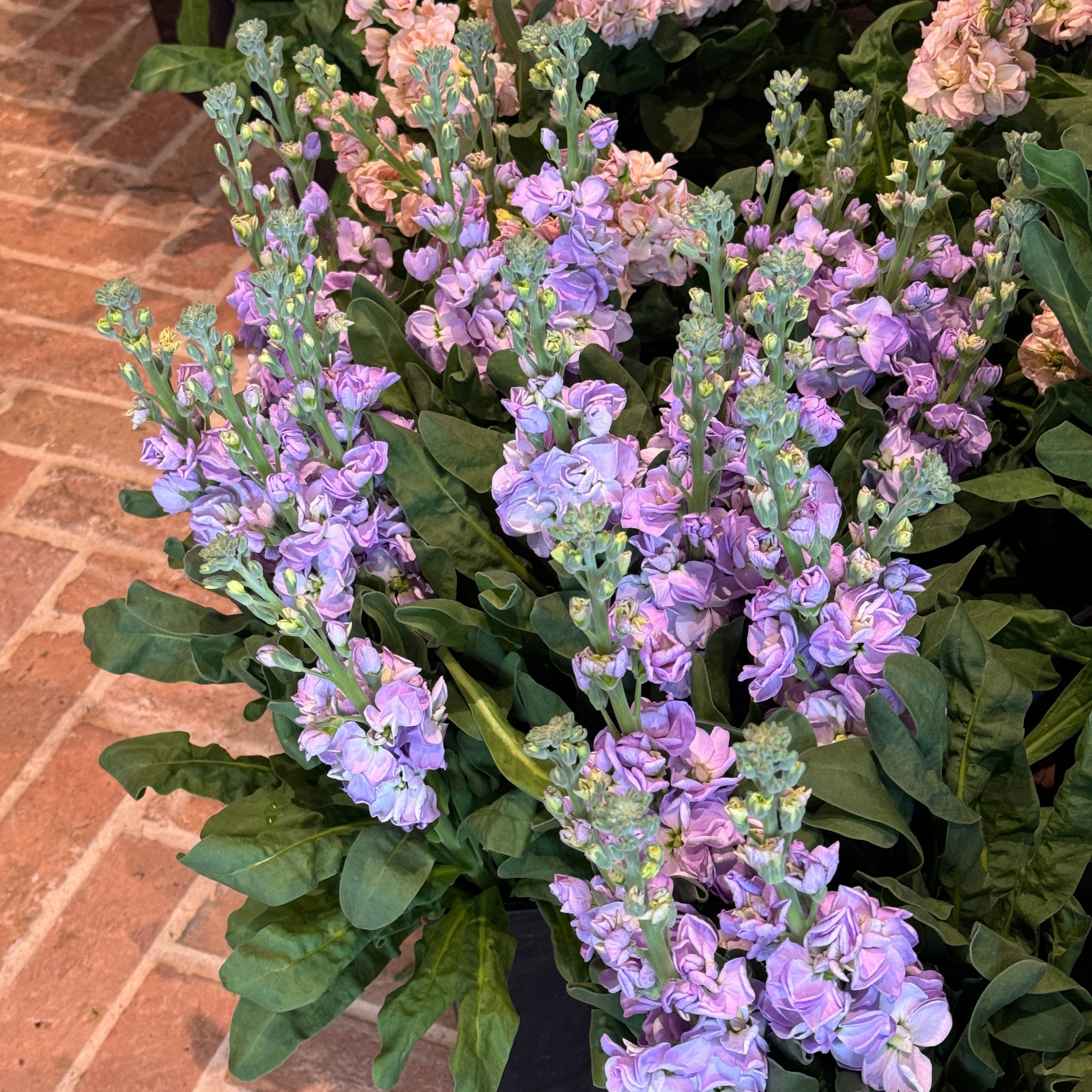 FARM FRESH STOCKS - SINGLE BUNCH (5 STEMS) – Farmgate Flowers Direct