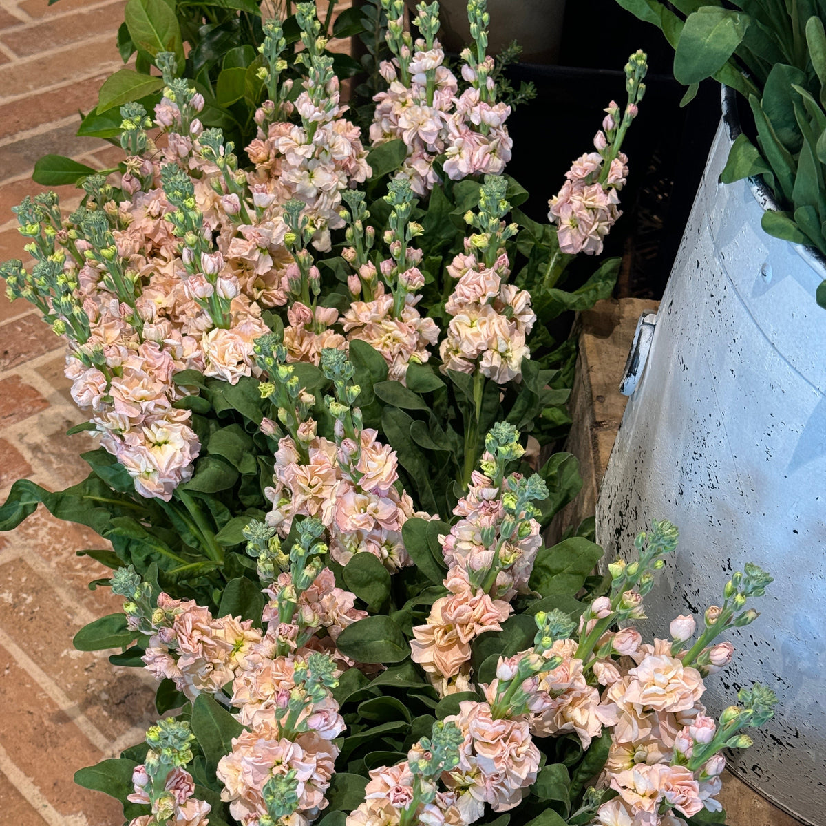 FARM FRESH STOCKS - SINGLE BUNCH (5 STEMS) – Farmgate Flowers Direct