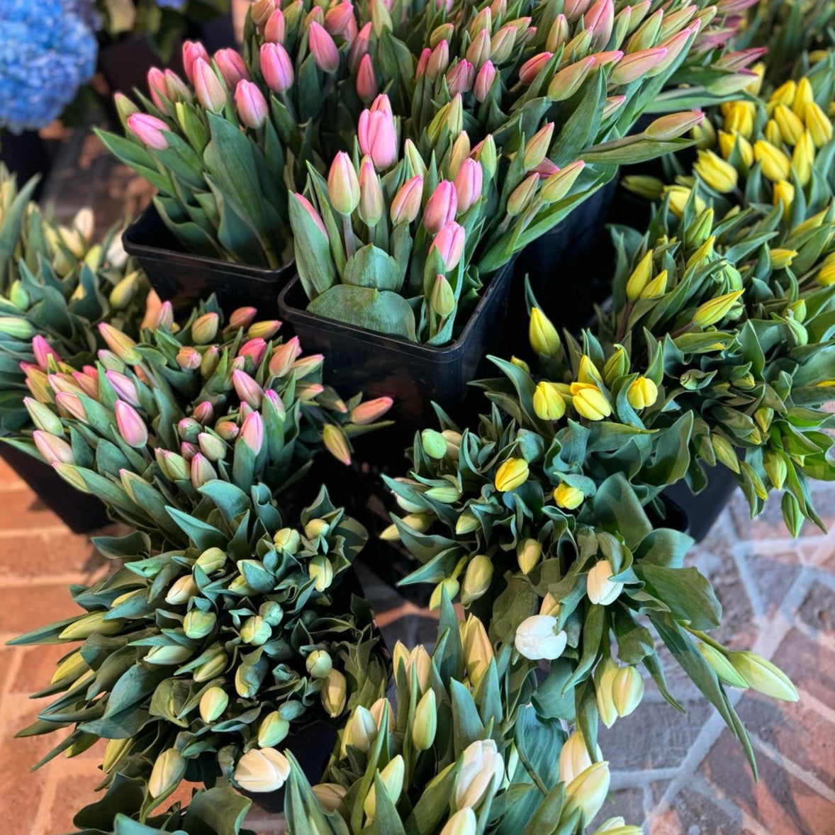 FARMGATE PICK - TRIPLE TULIP BUNCH (30 STEMS) – Farmgate Flowers Direct