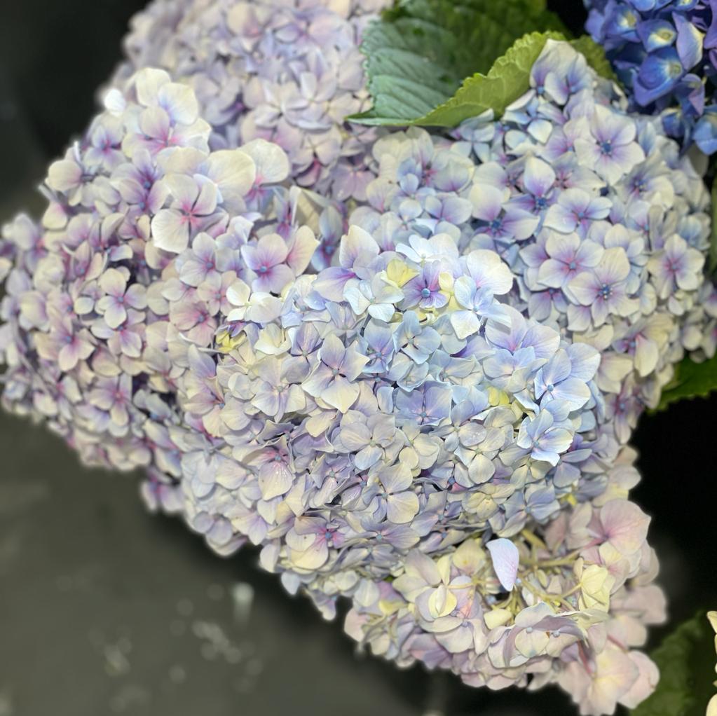 FARM FRESH HYDRANGEAS - SINGLE BUNCH (5 STEMS) – Farmgate Flowers Direct