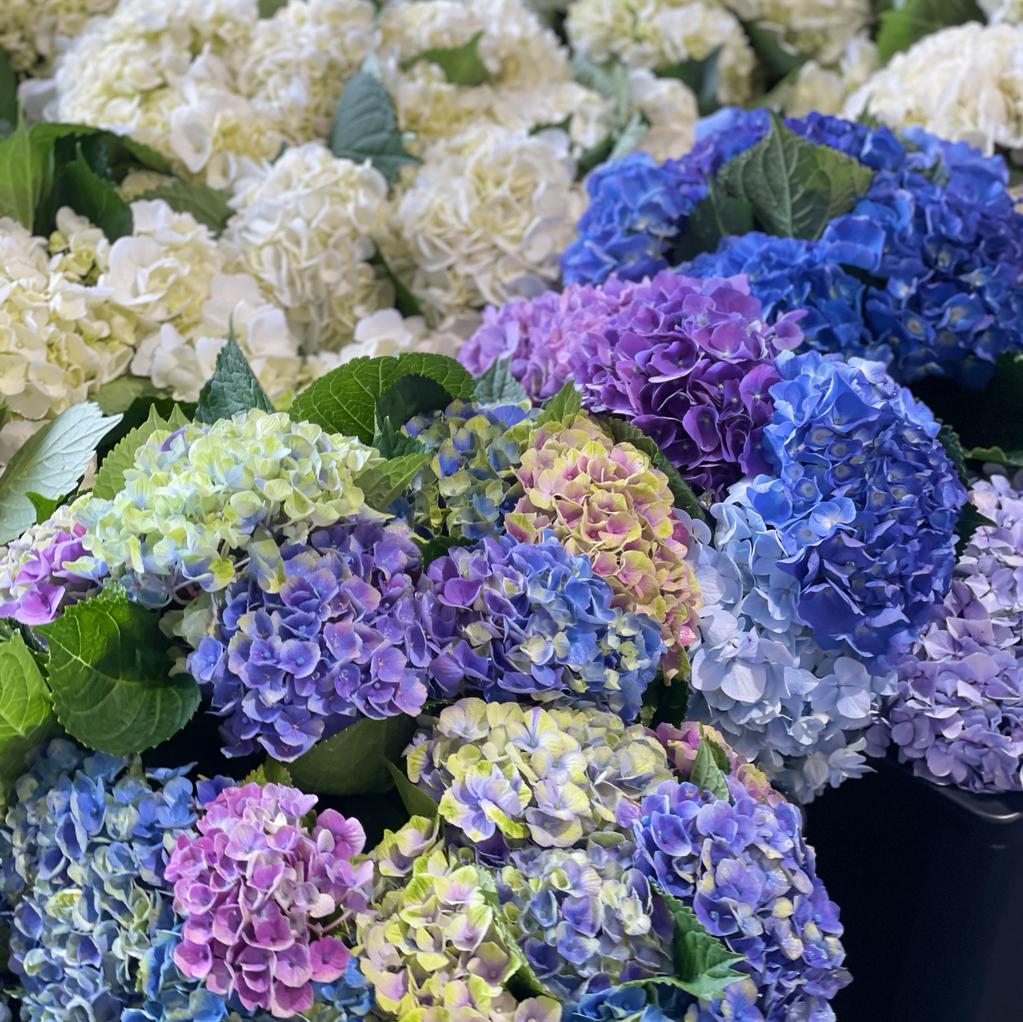 FARM FRESH HYDRANGEAS - SINGLE BUNCH (5 STEMS) – Farmgate Flowers Direct