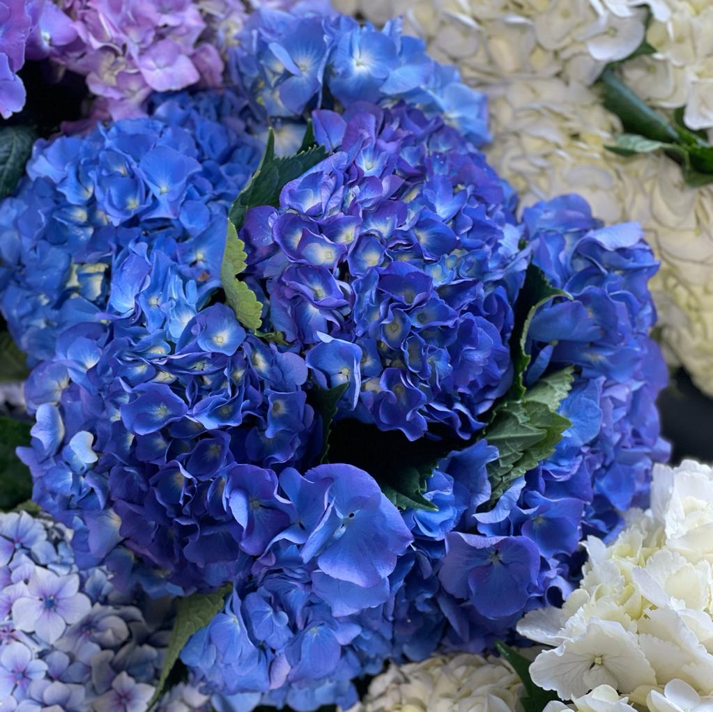 FARM FRESH HYDRANGEAS - SINGLE BUNCH (5 STEMS) – Farmgate Flowers Direct