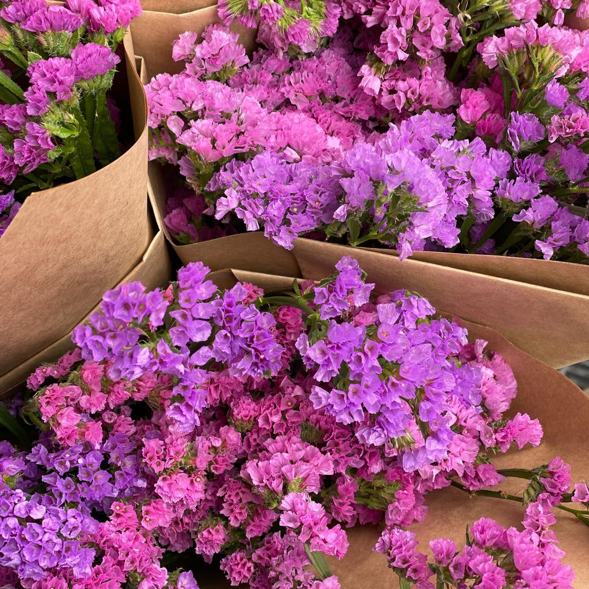 FARM FRESH STATICE - SINGLE BUNCH – Farmgate Flowers Direct