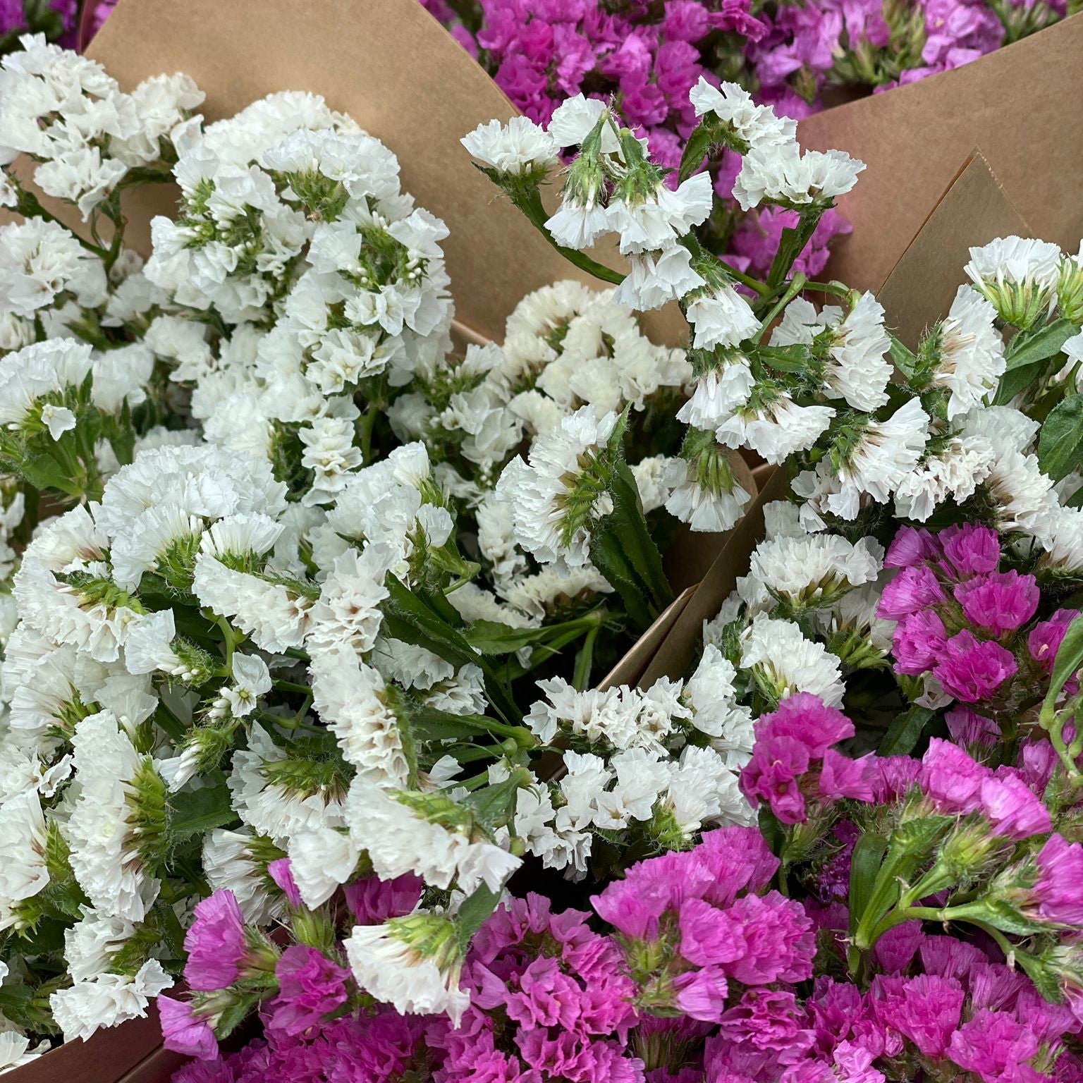 FARM FRESH STATICE - SINGLE BUNCH – Farmgate Flowers Direct