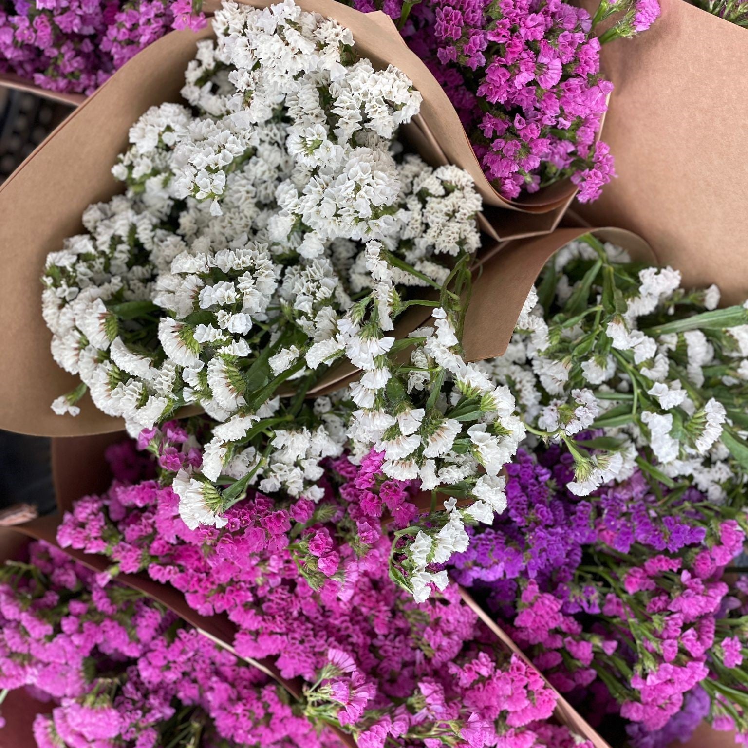 FARM FRESH STATICE - SINGLE BUNCH – Farmgate Flowers Direct