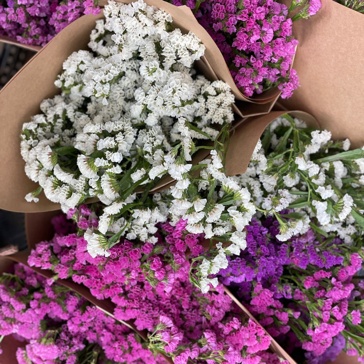 FARM FRESH STATICE - SINGLE BUNCH – Farmgate Flowers Direct