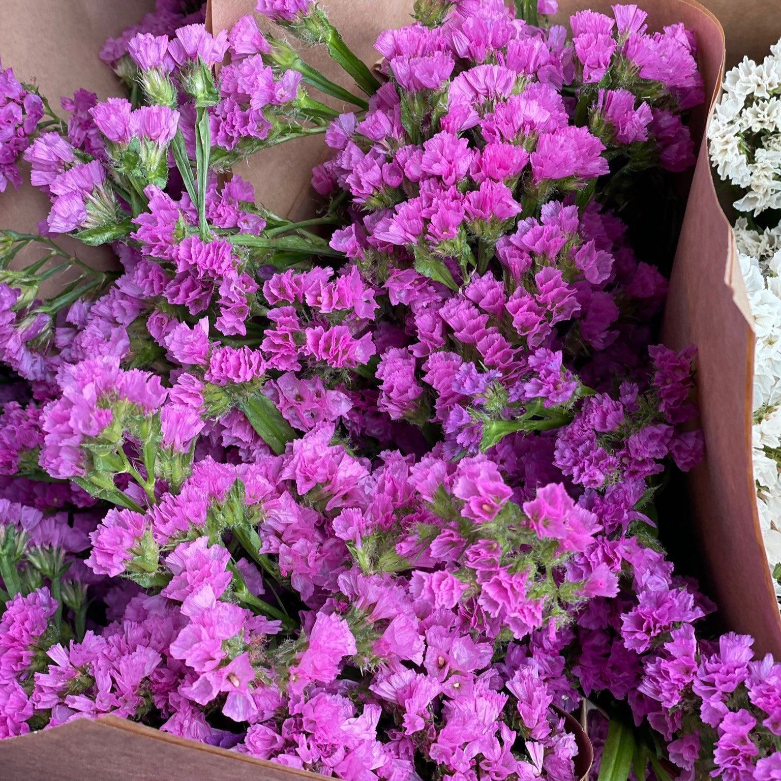 FARM FRESH STATICE - SINGLE BUNCH – Farmgate Flowers Direct