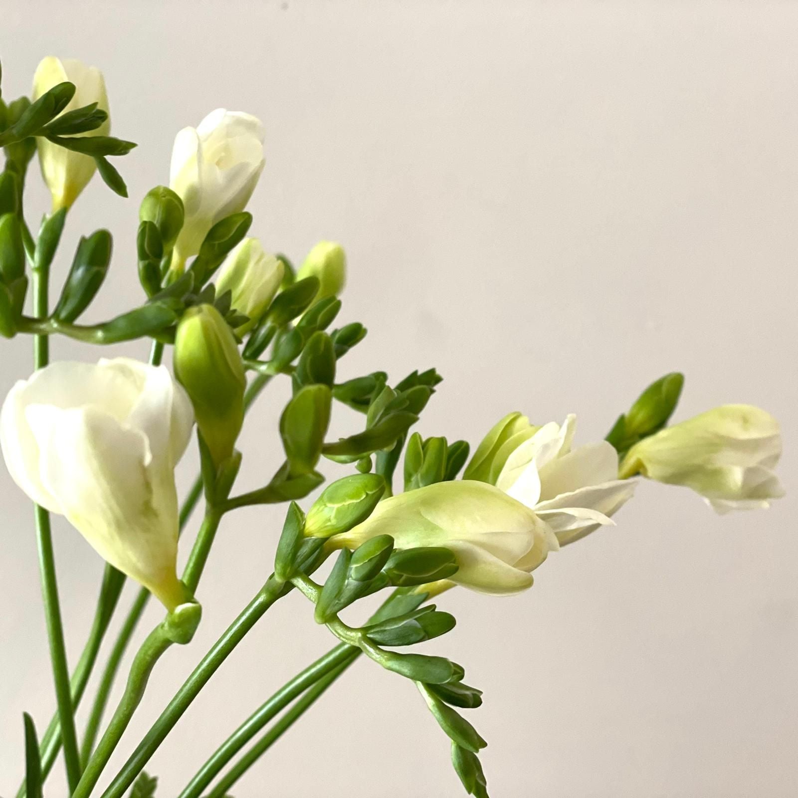 FARM FRESH FREESIAS - TRIPLE BUNCH (30 STEMS) – Farmgate Flowers Direct