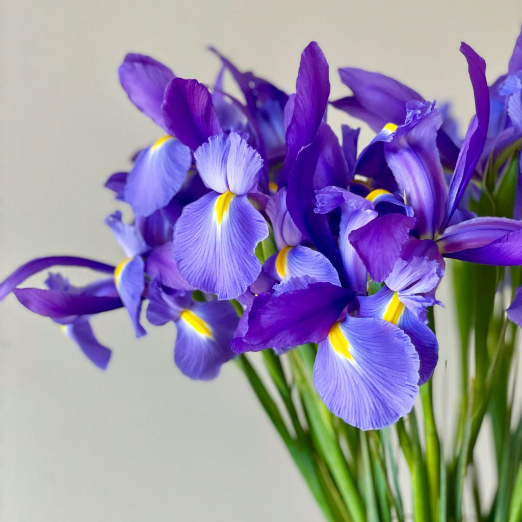 FARM FRESH DUTCH IRIS - TRIPLE BUNCH – Farmgate Flowers Direct