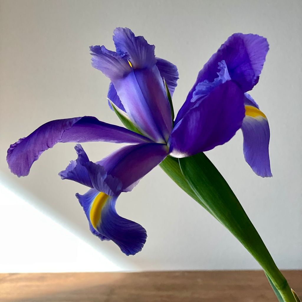 FARM FRESH DUTCH IRIS - DOUBLE BUNCH – Farmgate Flowers Direct