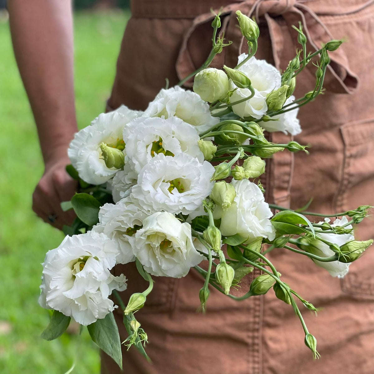 FARM FRESH LISIANTHUS - SINGLE BUNCH – Farmgate Flowers Direct