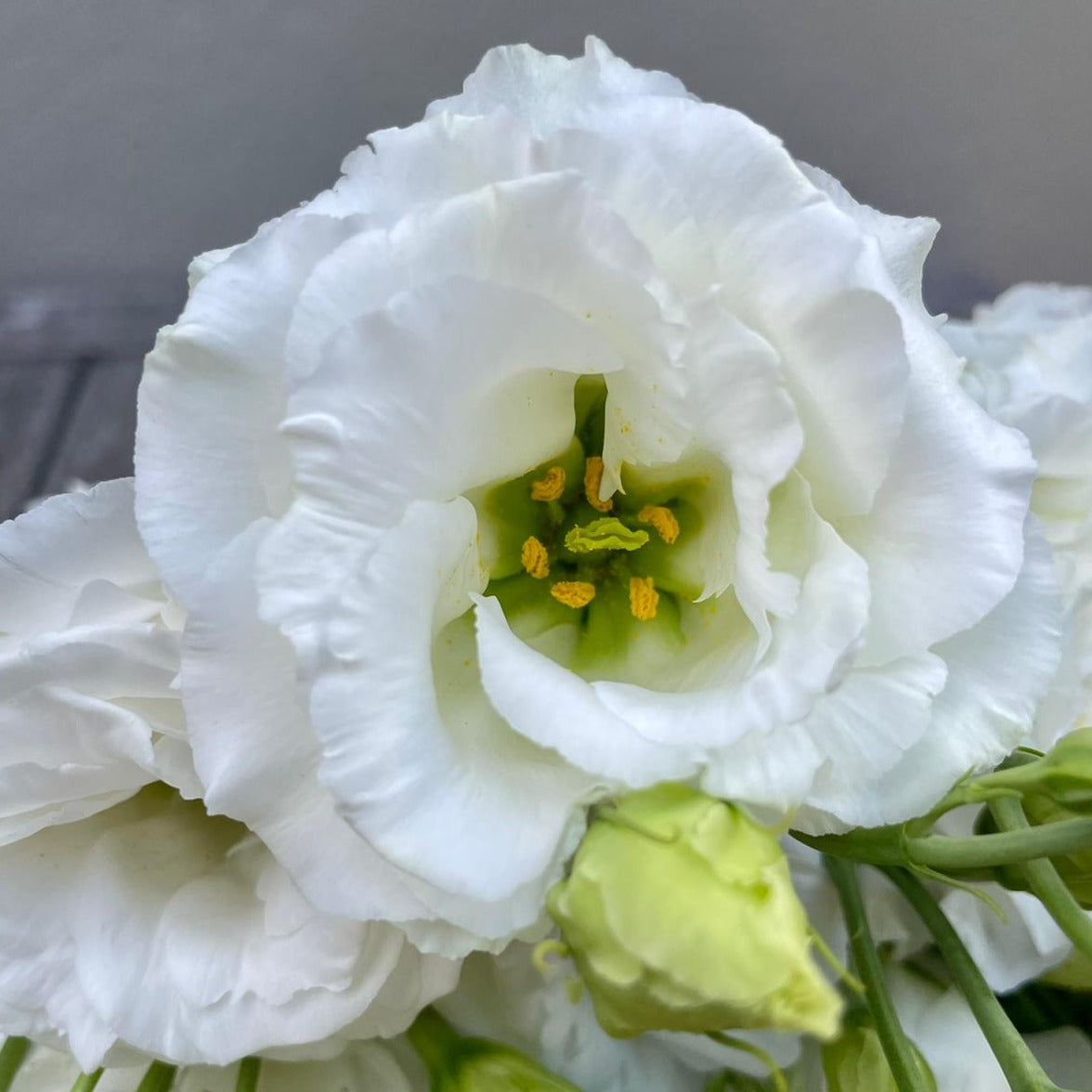 FARM FRESH LISIANTHUS - SINGLE BUNCH – Farmgate Flowers Direct
